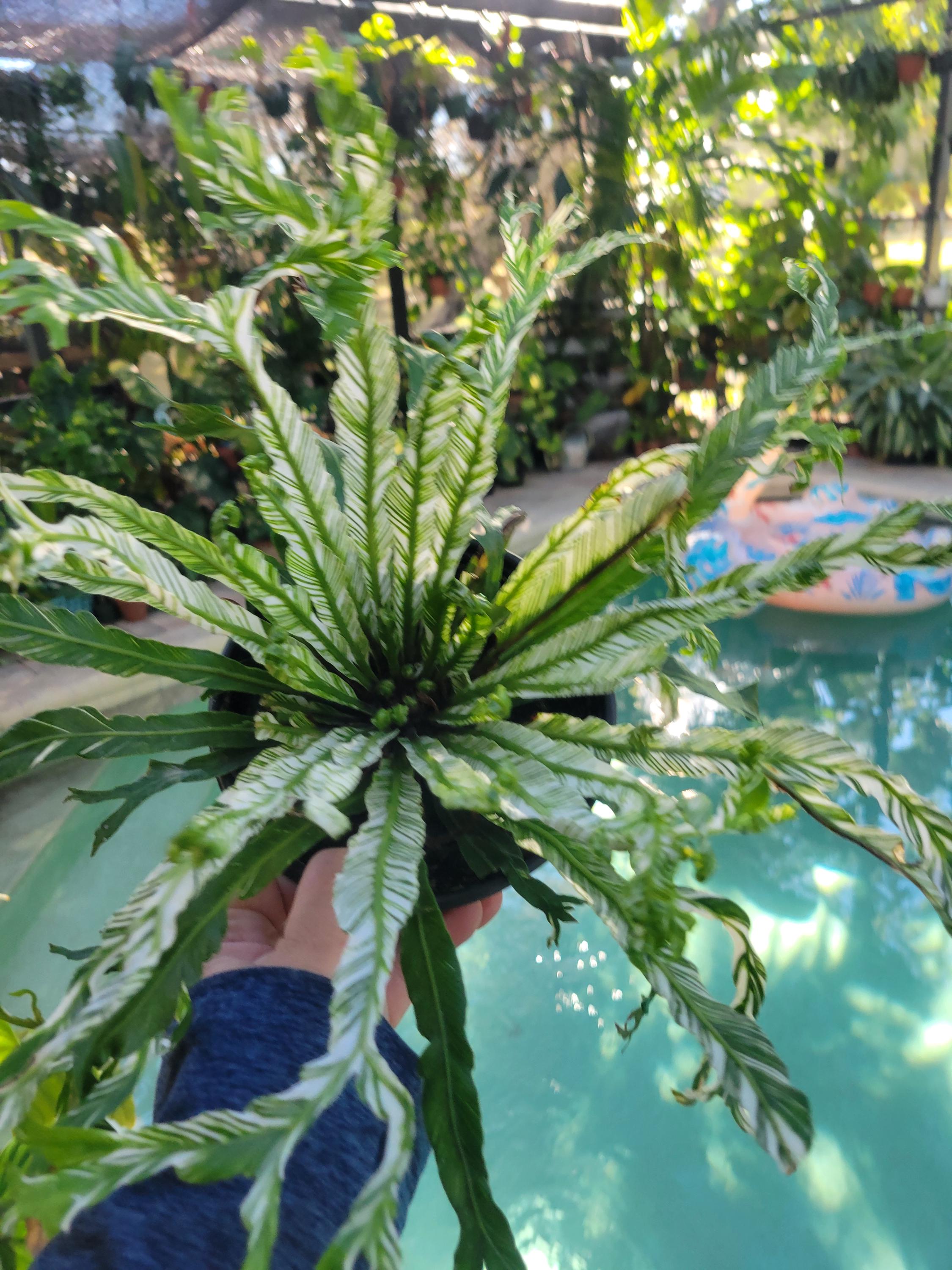 Xl 6 Variegated Birdsnest Fern - Etsy