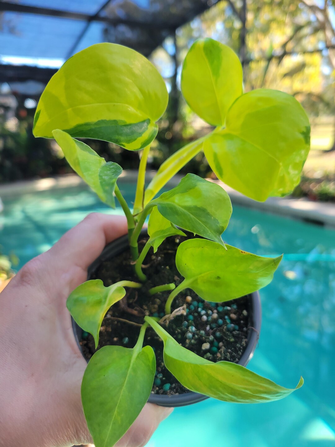 Epi Epipremnum Global Neon - Etsy