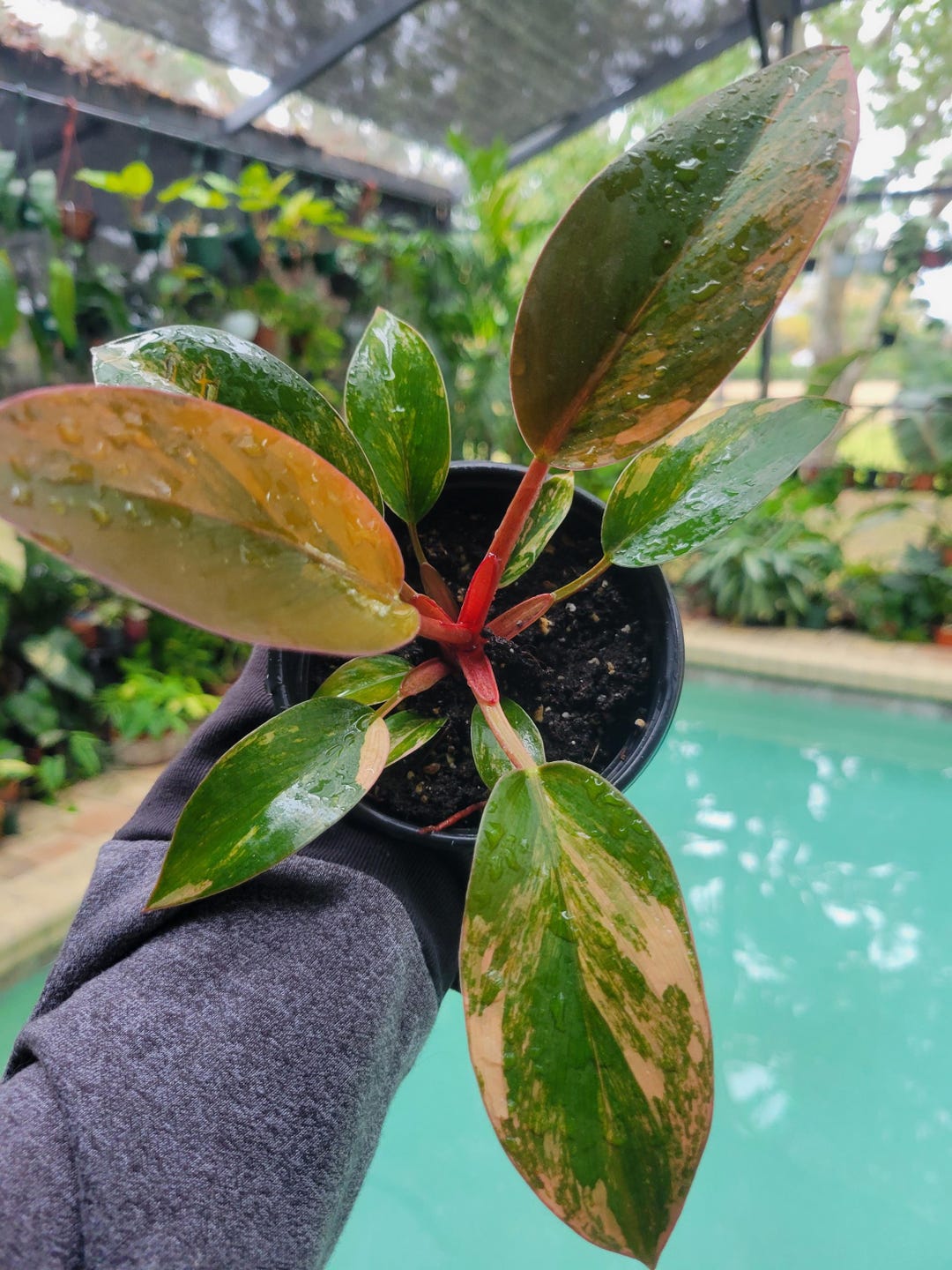 Philodendron Variegated Yellow Congo - Etsy