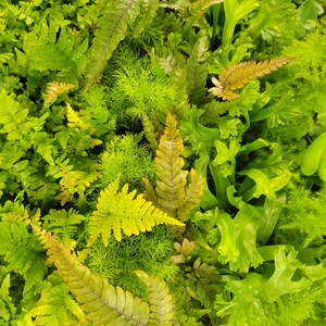 Mini Pixie Fern Plants (6 Pack) (2" Pots) Terrariums Fairy Gardens ...