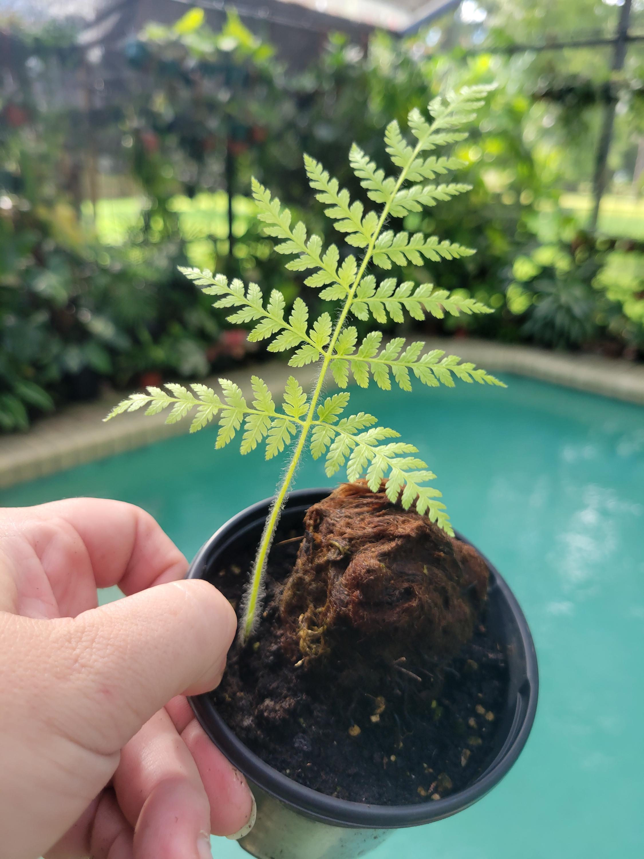 Sprouted Active Chicken Fern - Etsy
