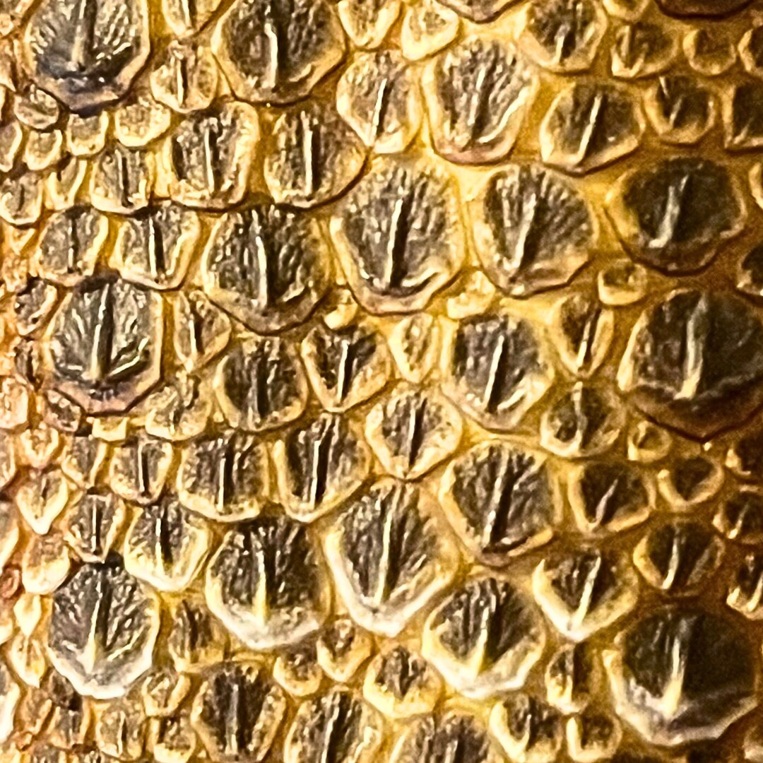 Scales Texture PNG - Etsy