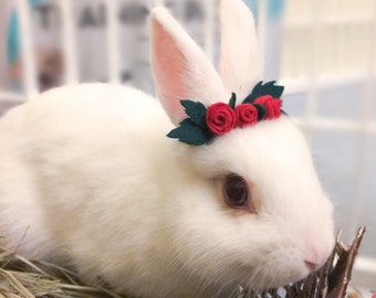 Pet rabbit clothing | Etsy