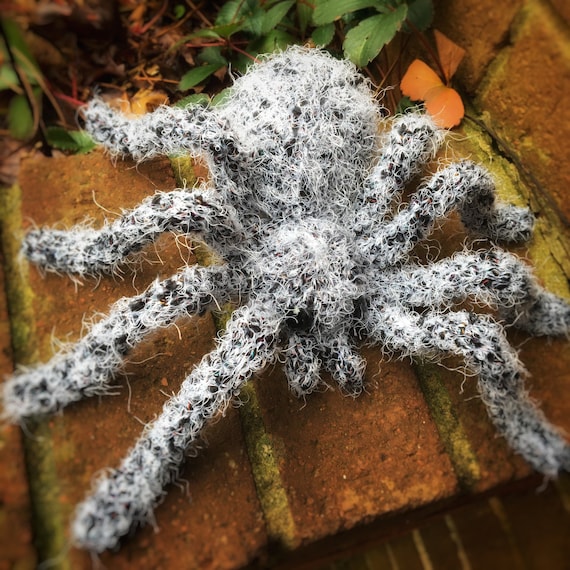 Curly Hair Tarantula Spiderling