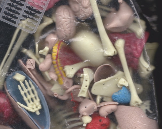 Vintage the VISIBLE Man Plastic Model BODY Parts,skeleton Bones,skull ...