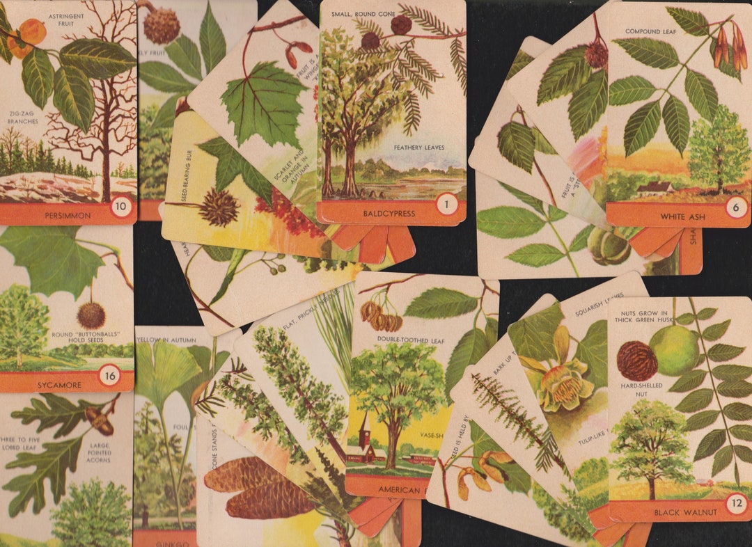 Vintage TREE SPOTTER Flash CARDS Set W/ Aged Patina Llustrated - Etsy ...