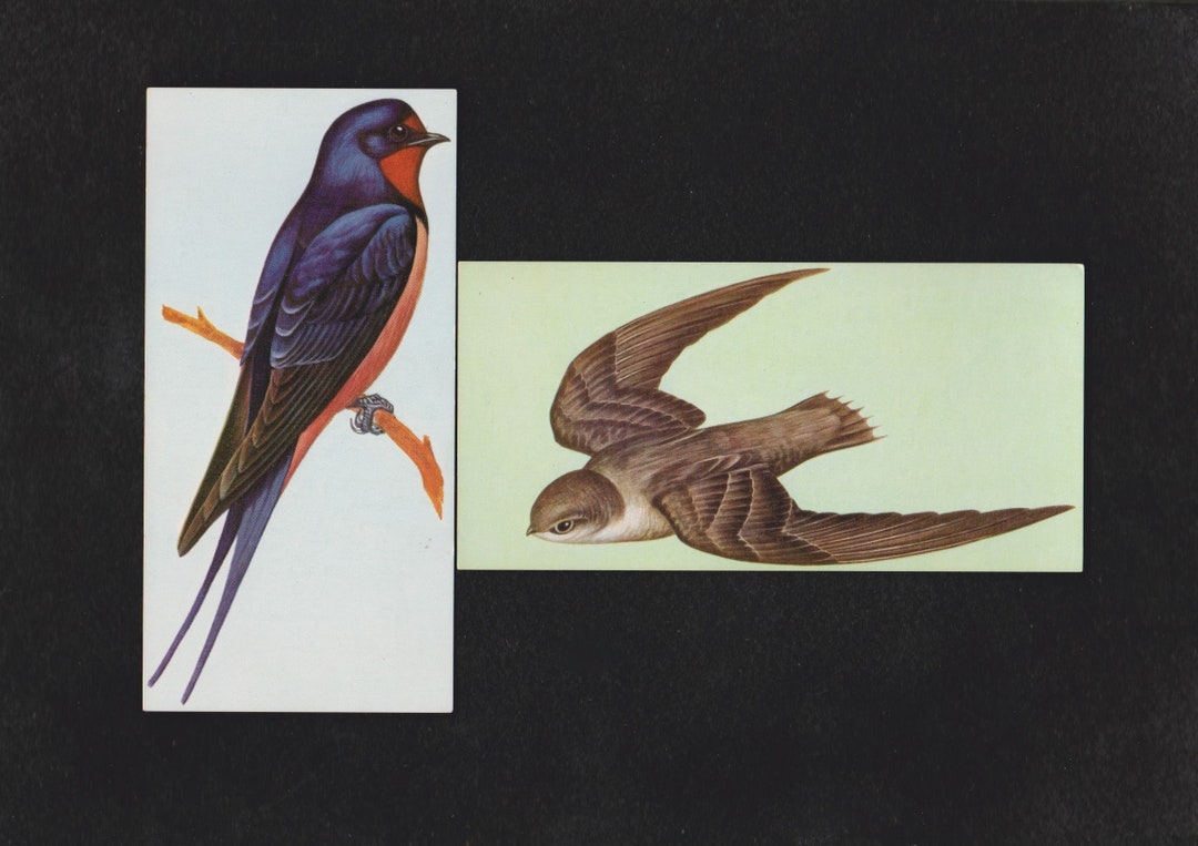 Vintage Bird Flash Cards Lot/2 Barn SWALLOW & CHIMNEY SWIFT W ...