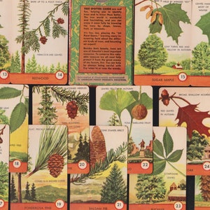 Vintage TREE SPOTTER Flashcards Set COMPLETE Aged Patina Llustrated ...