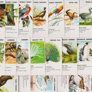 Vintage Golden Card Game BIRDS of the WORLD Flashcard Style Educational ...