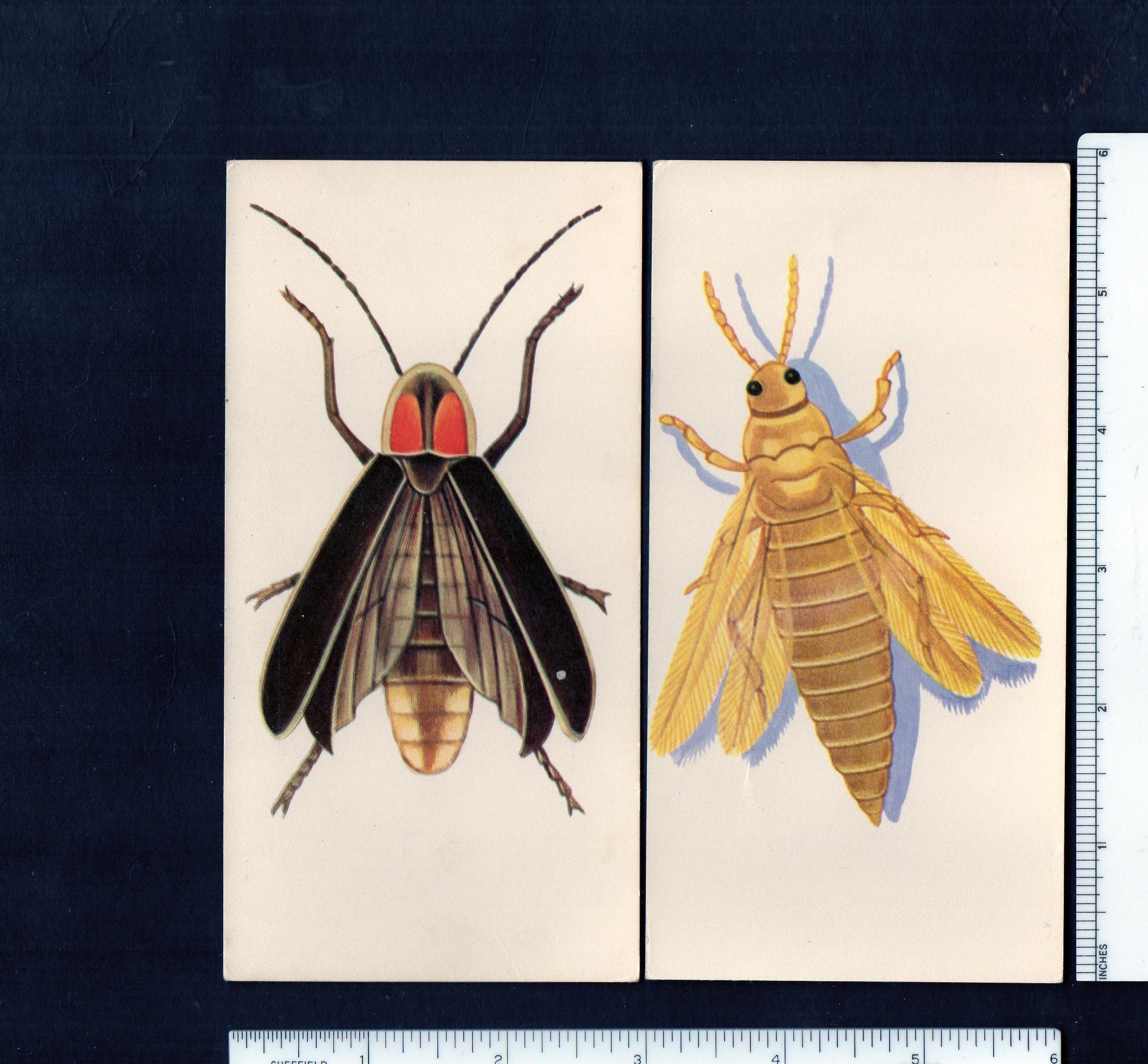 Firefly Drawing Scientific