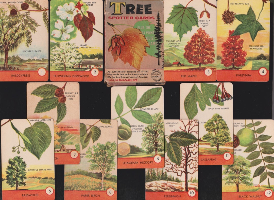 Vintage TREE SPOTTER Flashcards Set COMPLETE Aged Patina Llustrated ...