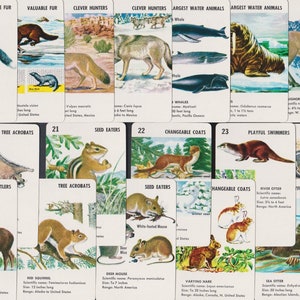 Vintage Golden Card Game MAMMALS Rare Animals,flashcard Style ...