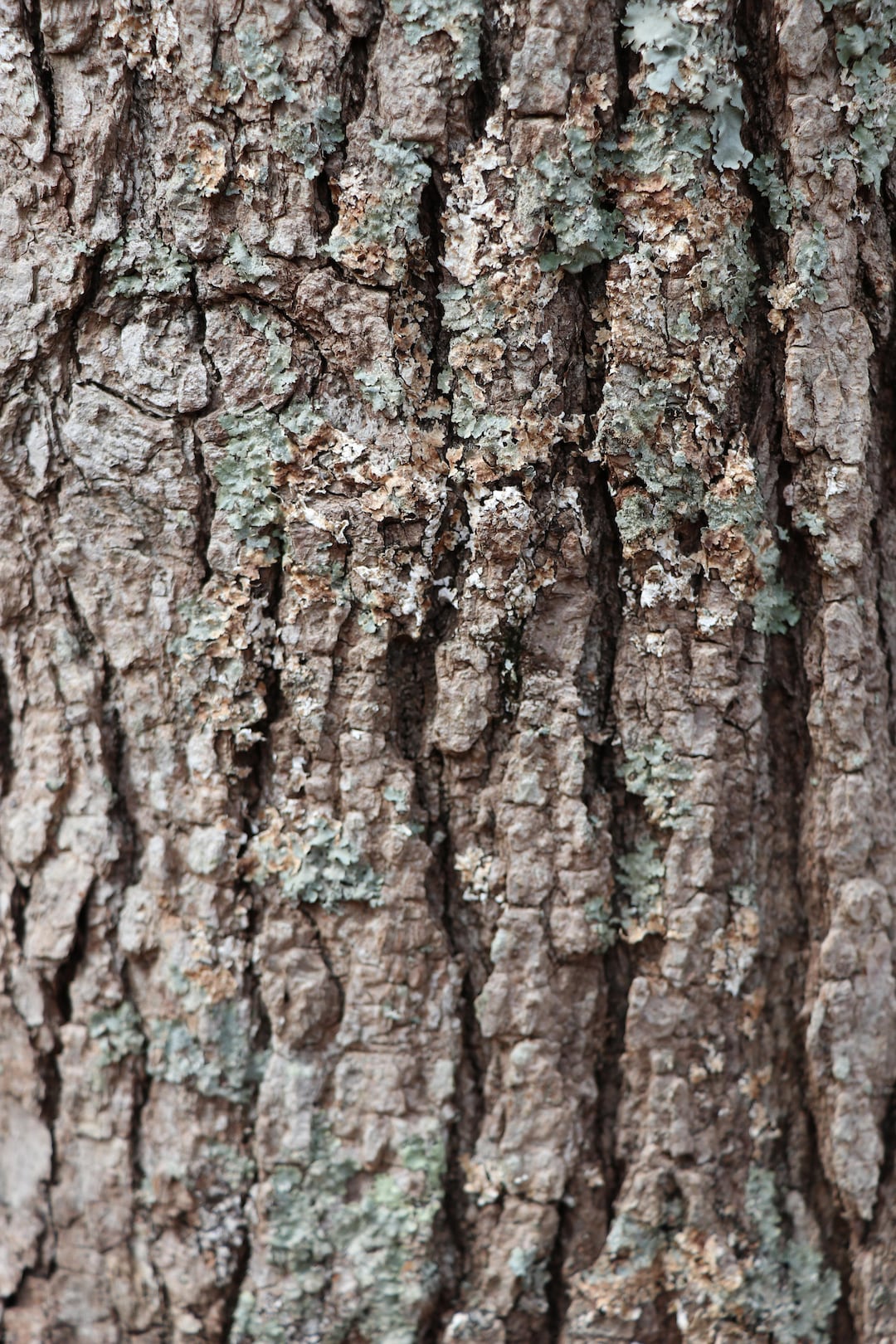 Tree Bark - Etsy