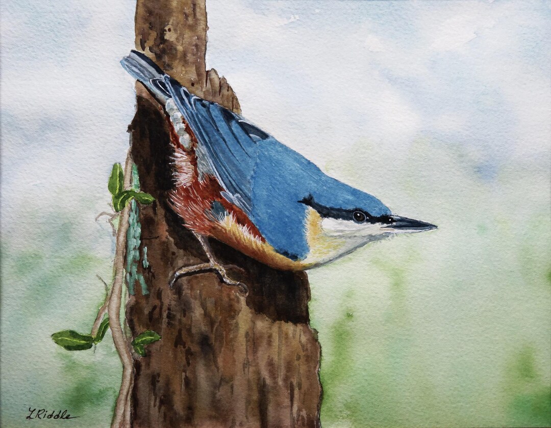 Nuthatch 9x12 Watercolor Original, Hand Painted, Backyard Bird, Wild ...