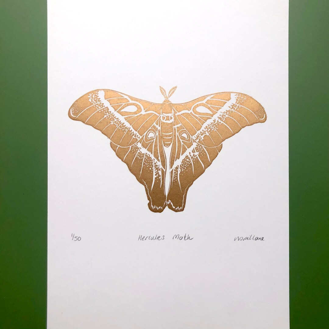 Hercules Moth Linocut Print: Original Nature Artwork - Etsy Australia