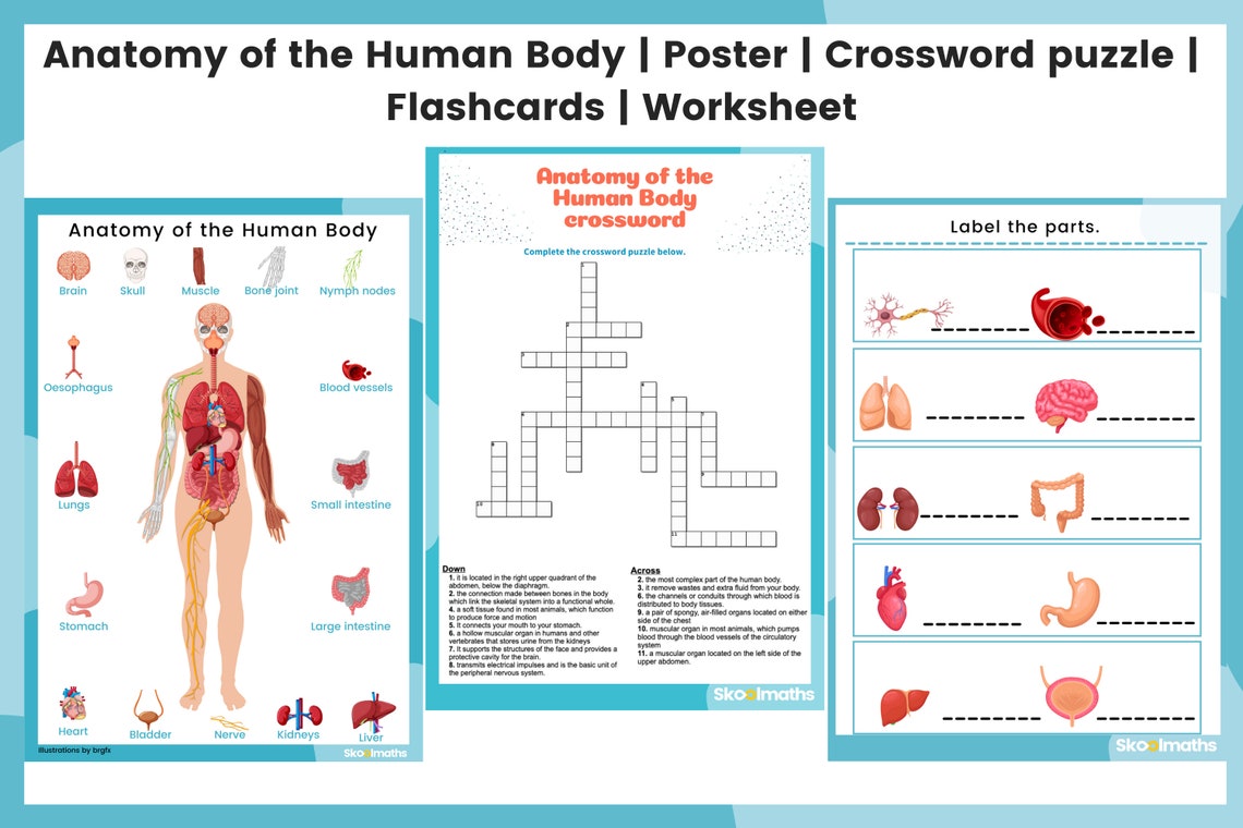 Anatomy Of The Human Body Poster Crossword Puzzle Etsy anatomy-of-the-human-body-poster-crossword-puzzle-etsy