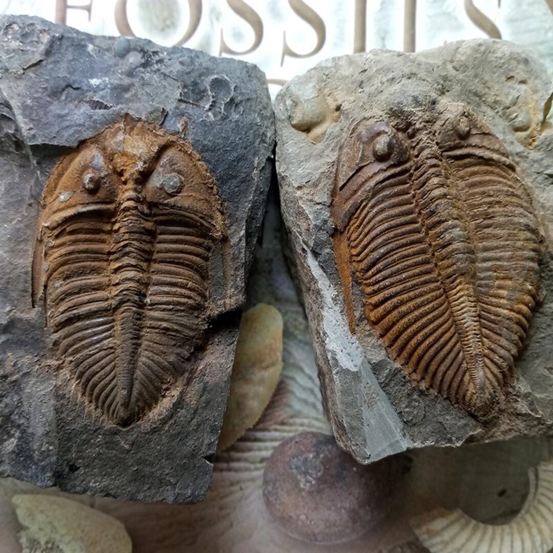 Natural Crown Trilobite Fossils Palaeontological Fossil Raw Stone ...