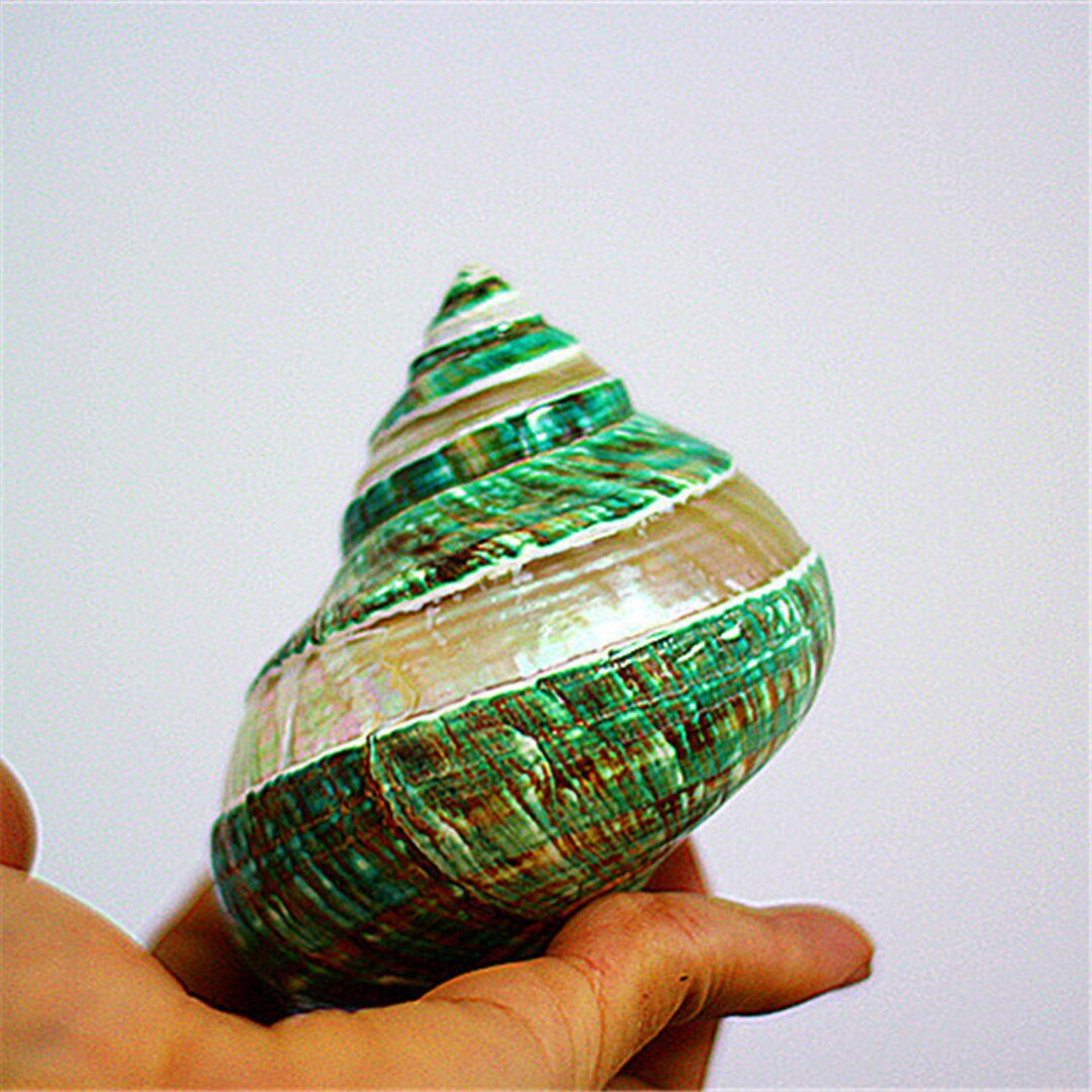 Green Turban Shell Snail Natural Shell Conch Aquarium Decoration ...