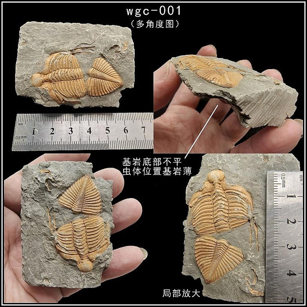 Natural Crown Trilobite Fossil Palaeontological Fossil Raw Stone ...