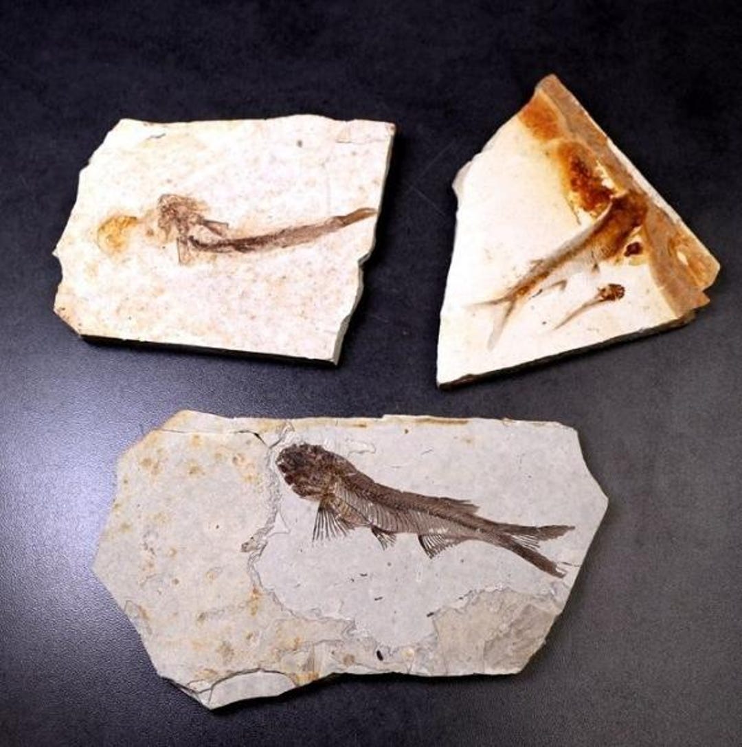Natural Lycoptera Fish Fossil Paleontological Fish Fossil Science ...