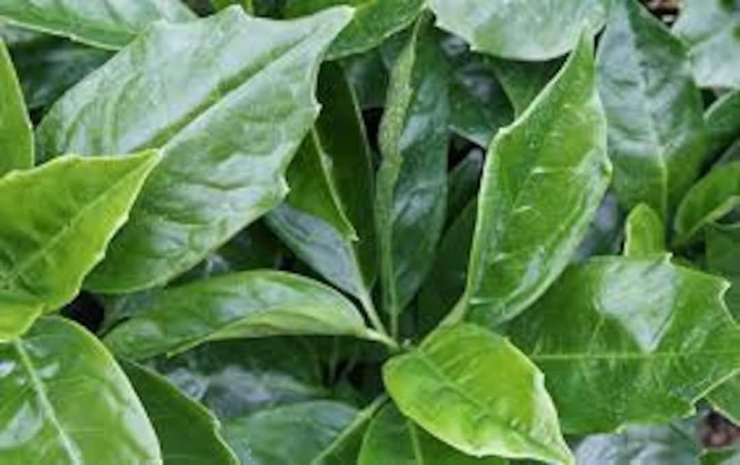 Aucuba Japonica Green Well-rooted Cuttings - Etsy
