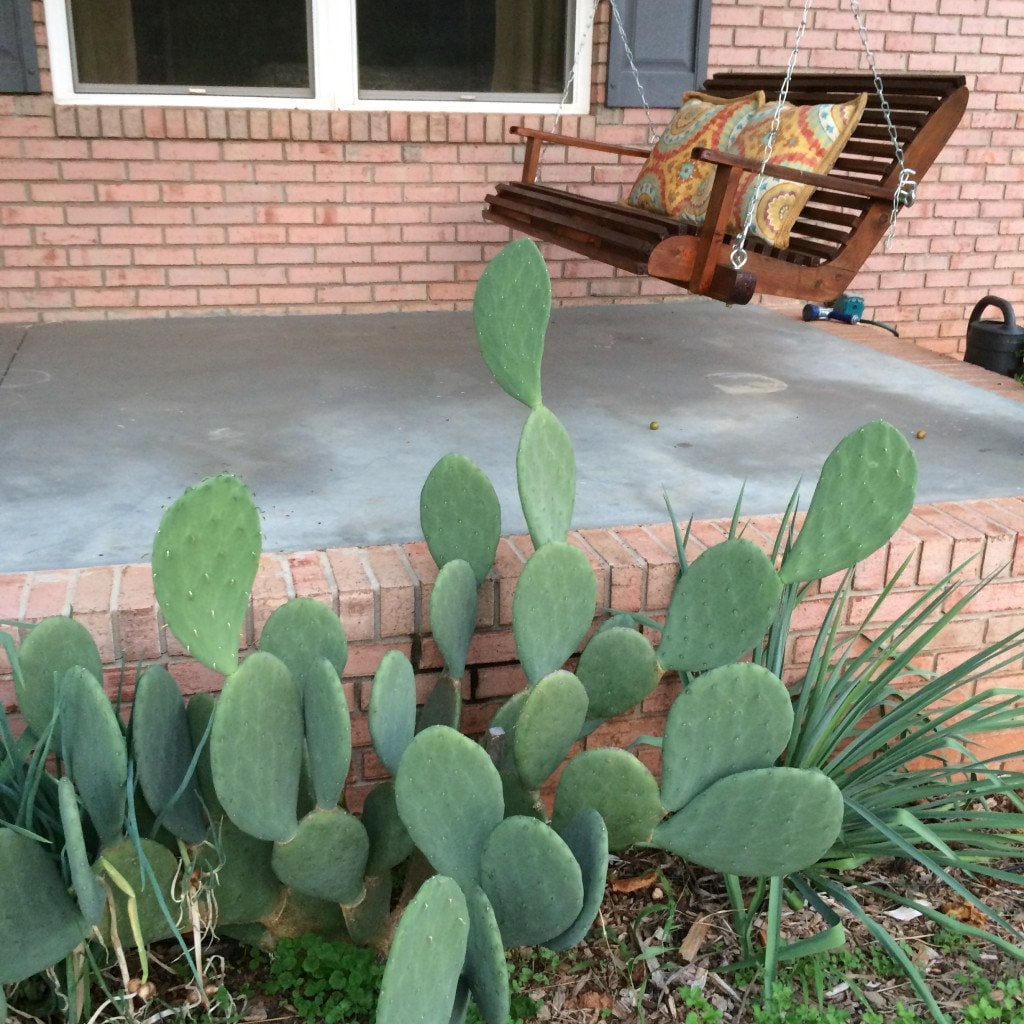 Eastern Prickly Pear Pads, Unrooted, Long Spines, Very Hardy - Etsy