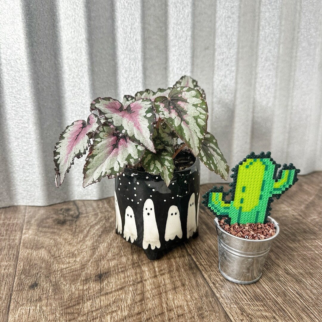 Mini Succulent Cactus Decor Plant | Office Desk Plant | Garden Girl ...