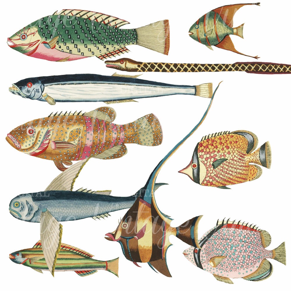 Vintage Fish Clipart Set Three INSTANT DOWNLOAD Commercial Use Graphics ...