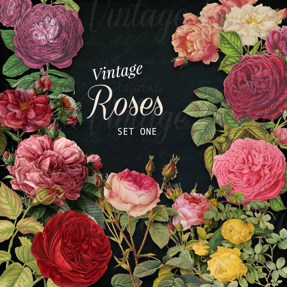 Vintage Roses Clipart Set One INSTANT DOWNLOAD Commercial - Etsy