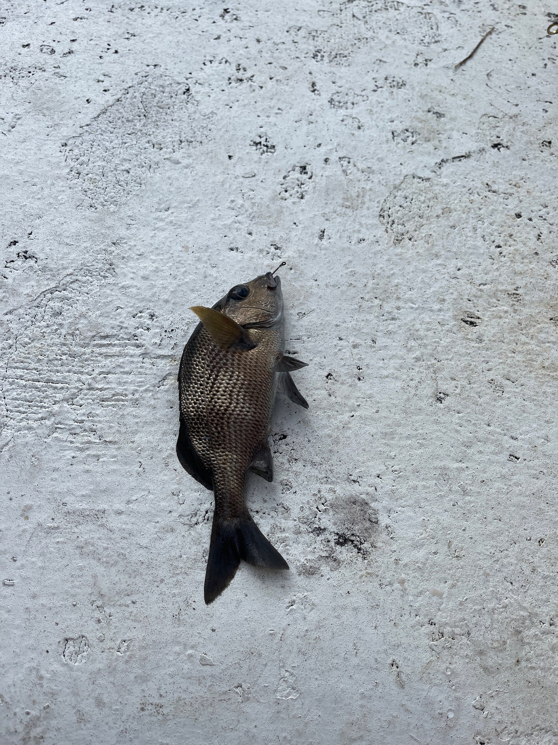 Hobo Handline Fishing Kit , Cuban Yo Yo Fishing Gear , Survival Fishing ...