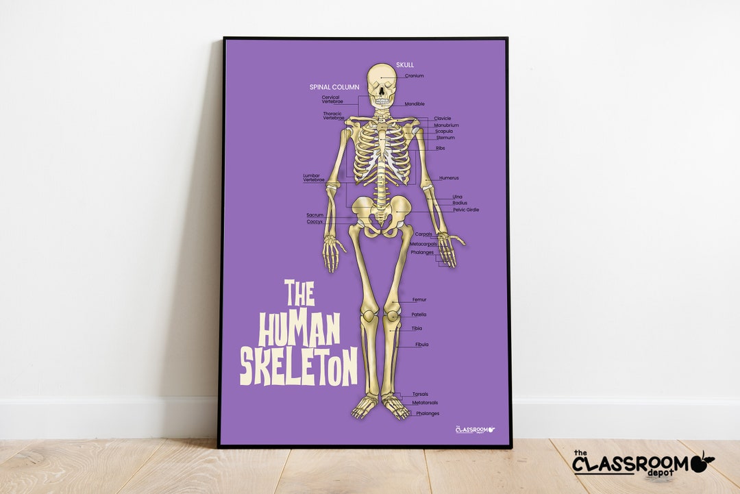 The Human Skeleton Poster Digital Printable - Digital Product - Etsy