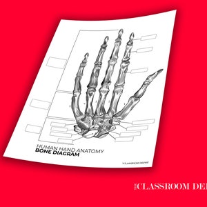 Human Hand Anatomy Bone Diagram Worksheet Set - Labeled, Unlabeled ...
