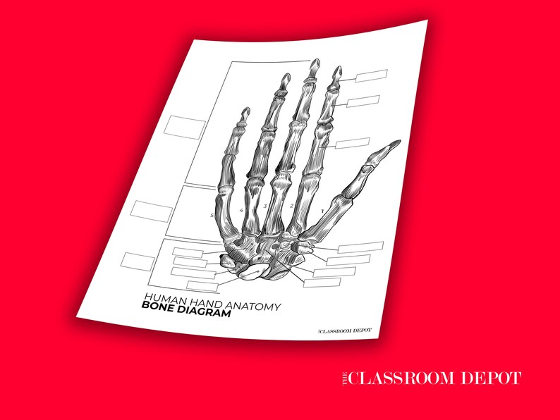 Human Hand Anatomy Bone Diagram Worksheet Set - Labeled, Unlabeled ...
