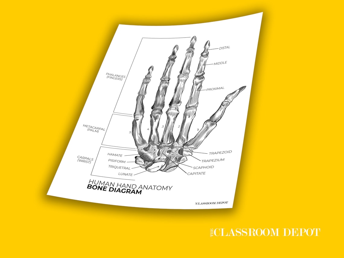 Human Hand Anatomy Bone Diagram Worksheet Set - Labeled, Unlabeled ...