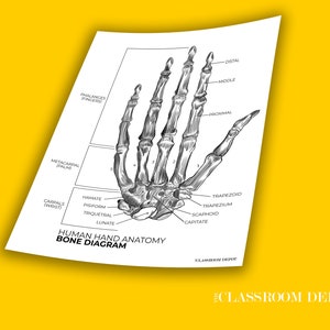 Human Hand Anatomy Bone Diagram Worksheet Set - Labeled, Unlabeled ...
