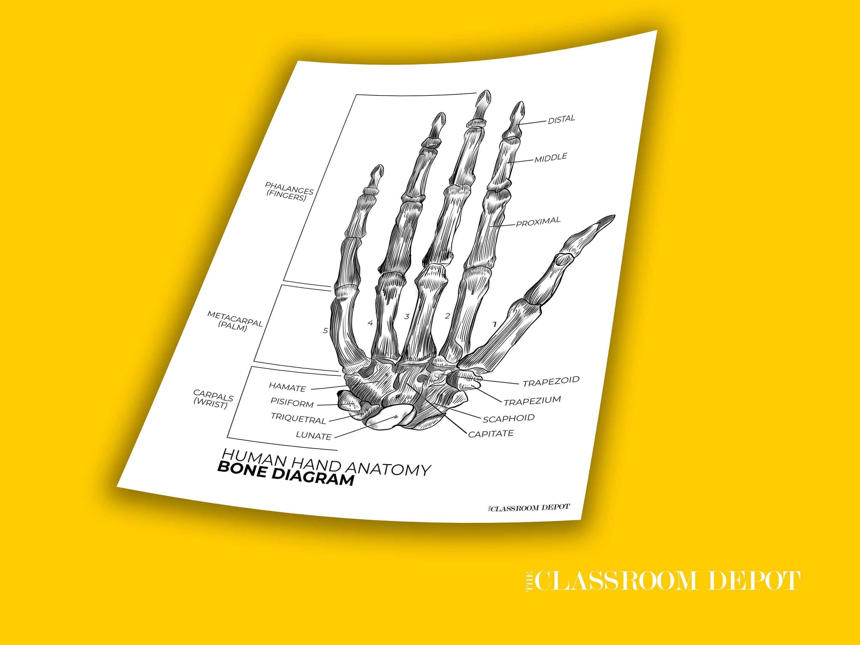 Human Hand Anatomy Bone Diagram Worksheet Set - Labeled, Unlabeled ...