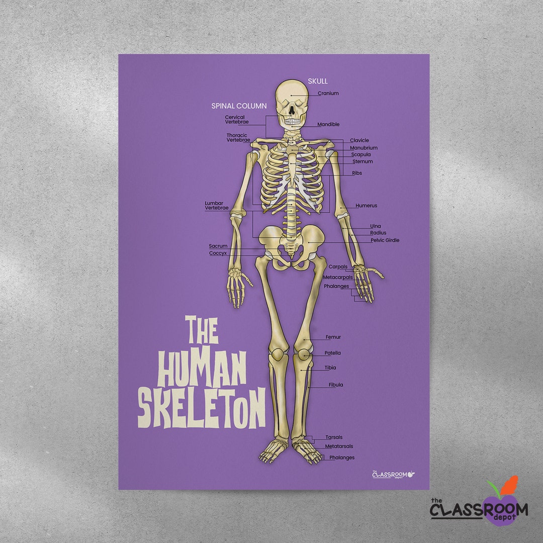 The Human Skeleton Poster Digital Printable Digital Product - Etsy