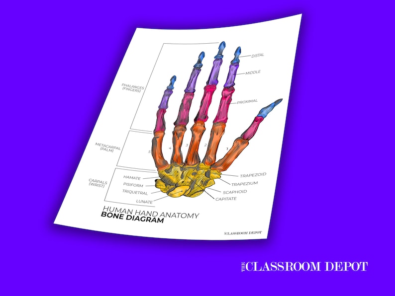 Human Hand Anatomy Bone Diagram Worksheet Set - Labeled, Unlabeled ...