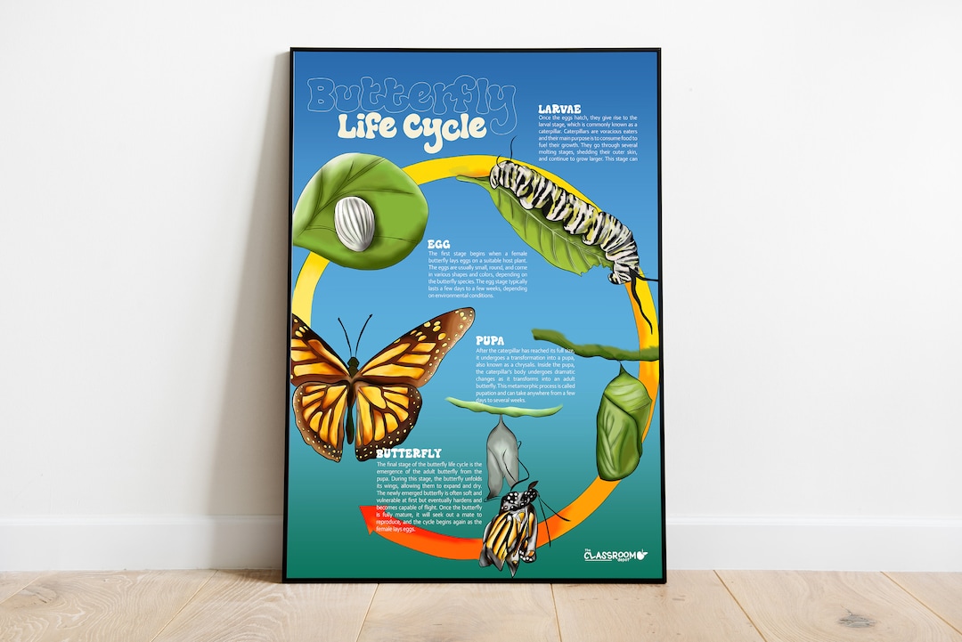 Butterfly Life Cycle Poster Anchor Chart Reading Strategy - Etsy