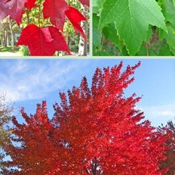 Red Maple - Etsy