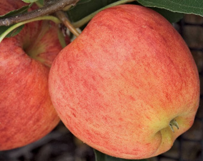 Gala Apple Tree 3-4 Feet - Etsy