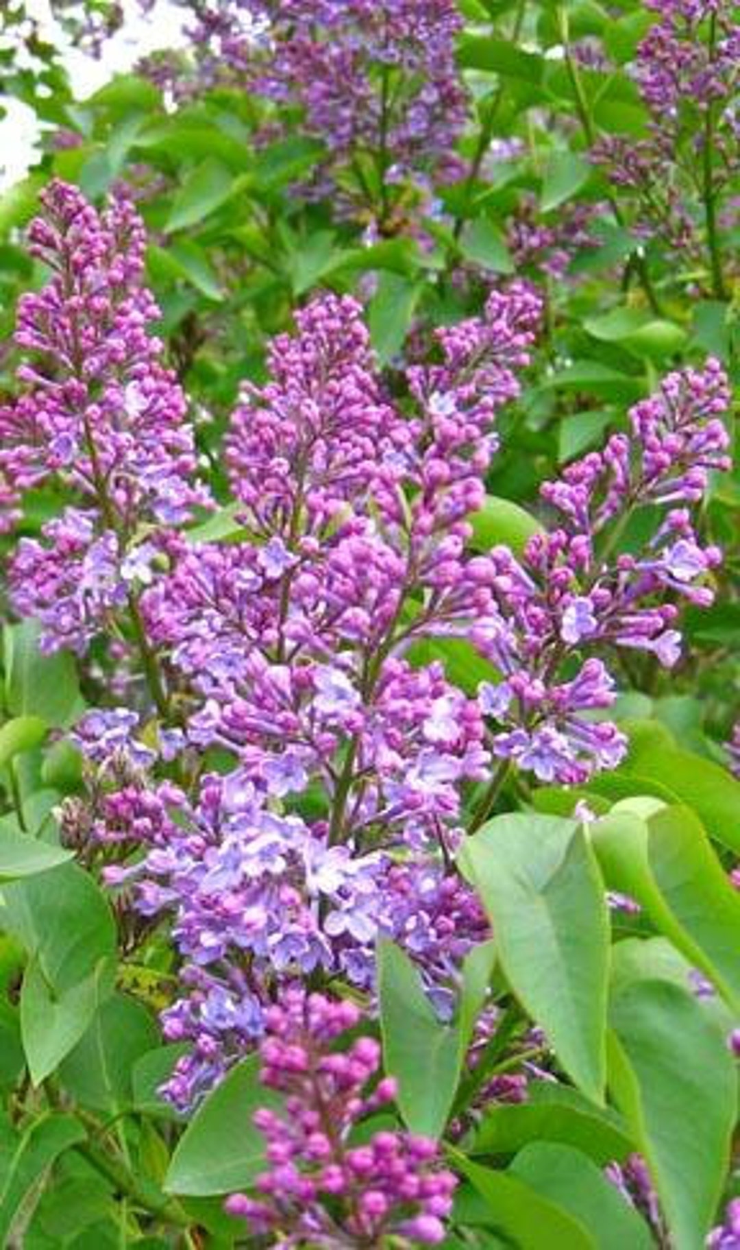 Old Fashioned Purple Lilac Bush (18-24") Fragrant Flowers, Light to ...