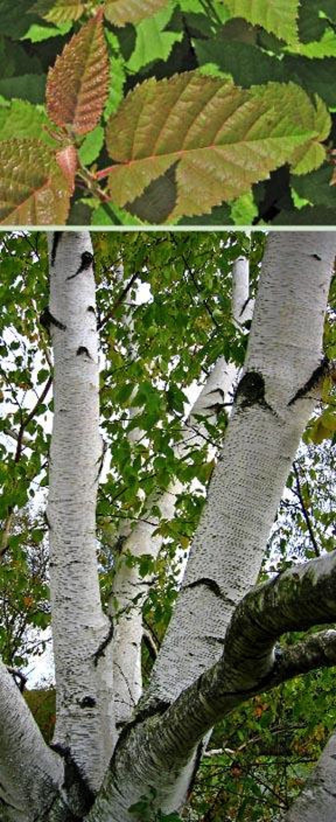 Canoe Birch Tree (2-3 Foot) Most Ornamental of Native Birch. Bark is ...
