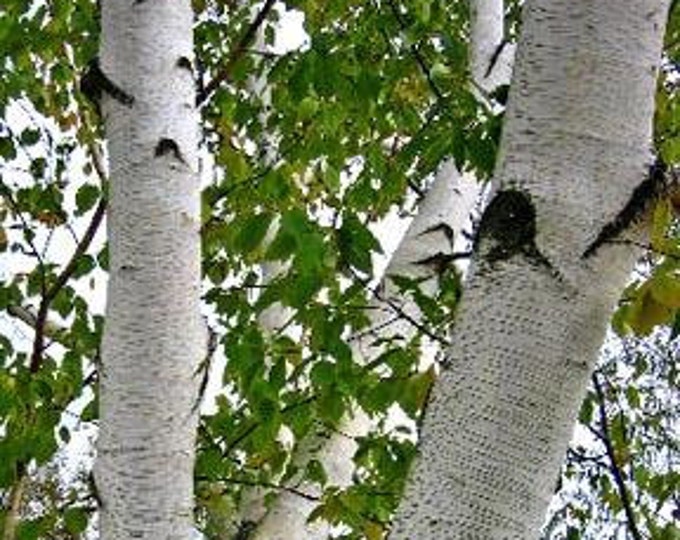 Canoe Birch Tree (2-3 Foot) Most Ornamental of Native Birch. Bark is ...