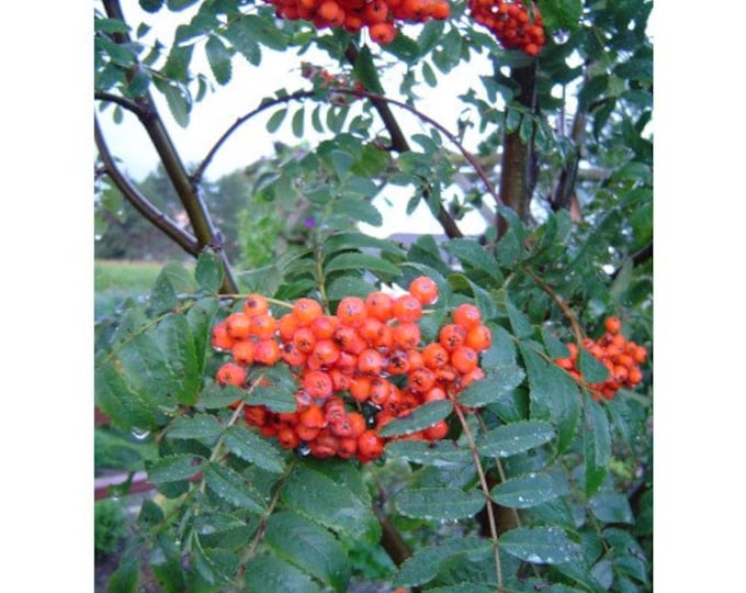 American Mountain Ash Tree 2 PACK, Sorbus Americana, Ornamental Tree ...