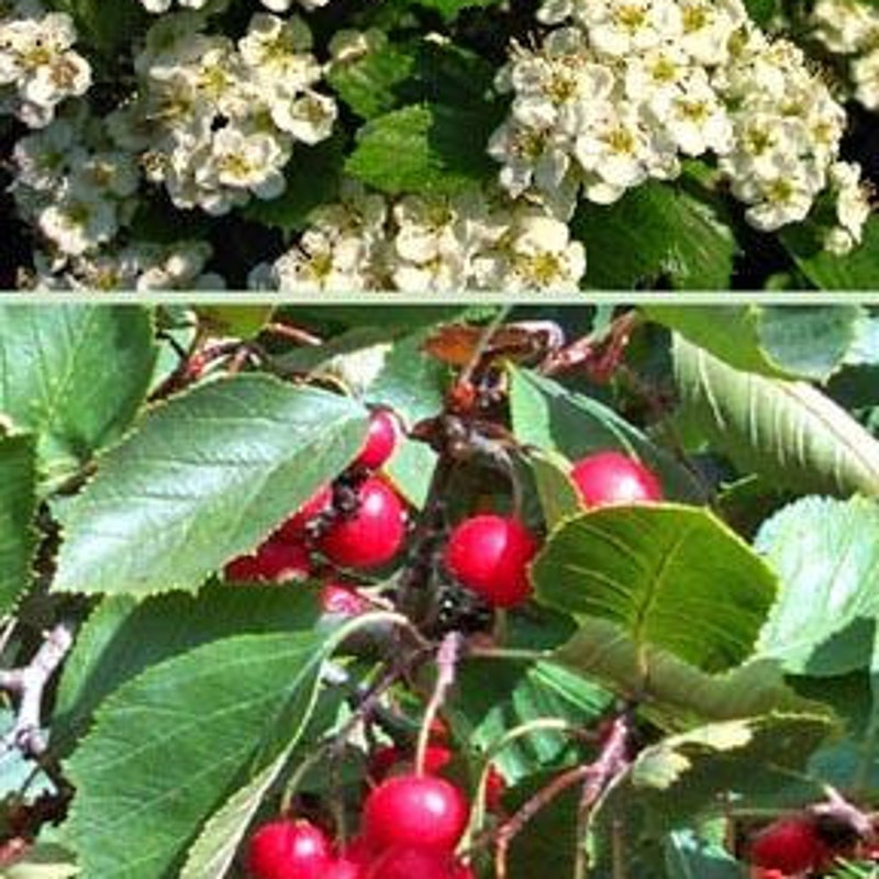 Hawthorn Plants - Etsy
