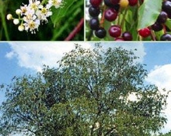 Rum Cherry Tree / Wild Black Cherry, Prunus Serotina - Etsy