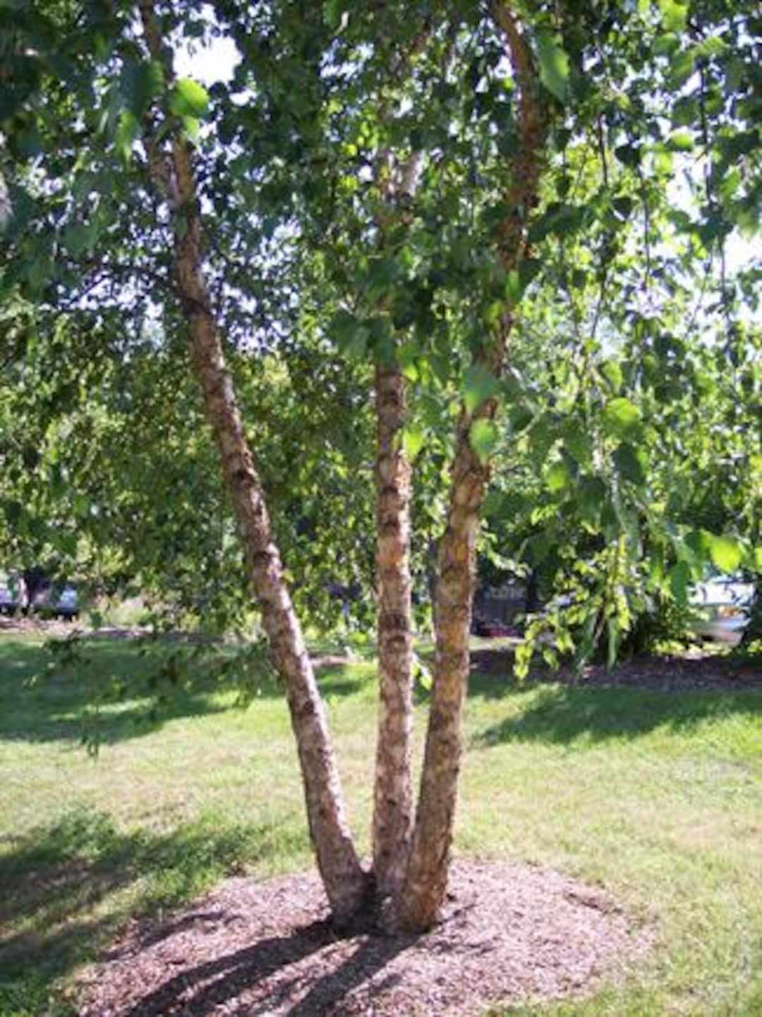 Copper Birch Tree (3-pack - 18-24"), River Birch Clump, Fast Growing ...