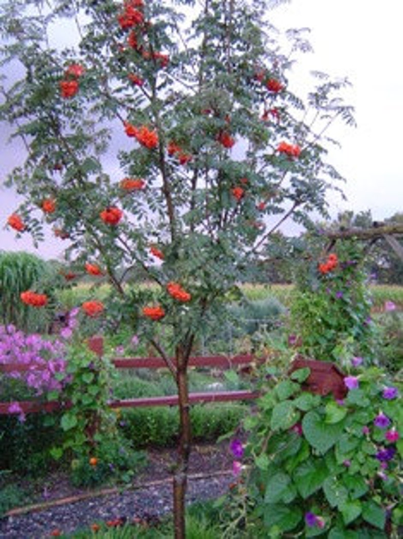American Mountain Ash Tree 2-3' Ornamental Sensation Snowy White ...