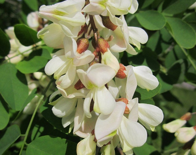 Black Locust Tree Seeds - Etsy